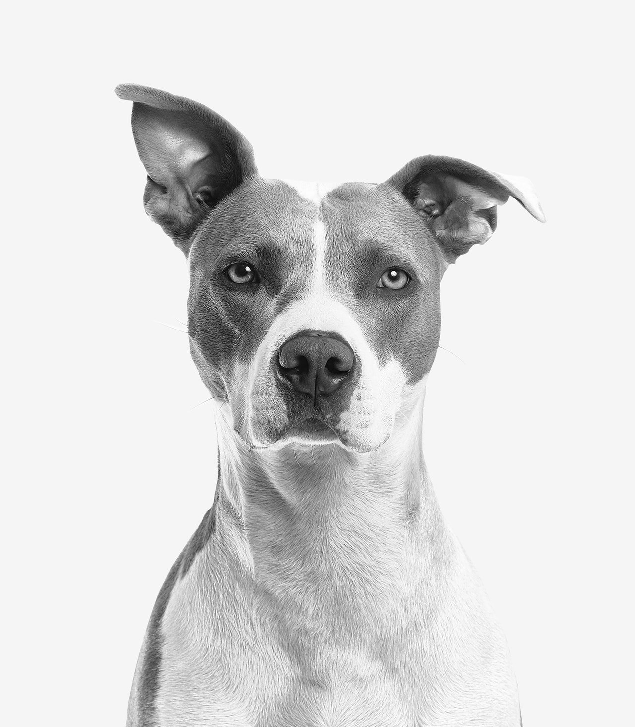 Should You Be Cleaning Dog s Ears A Thorough Guide