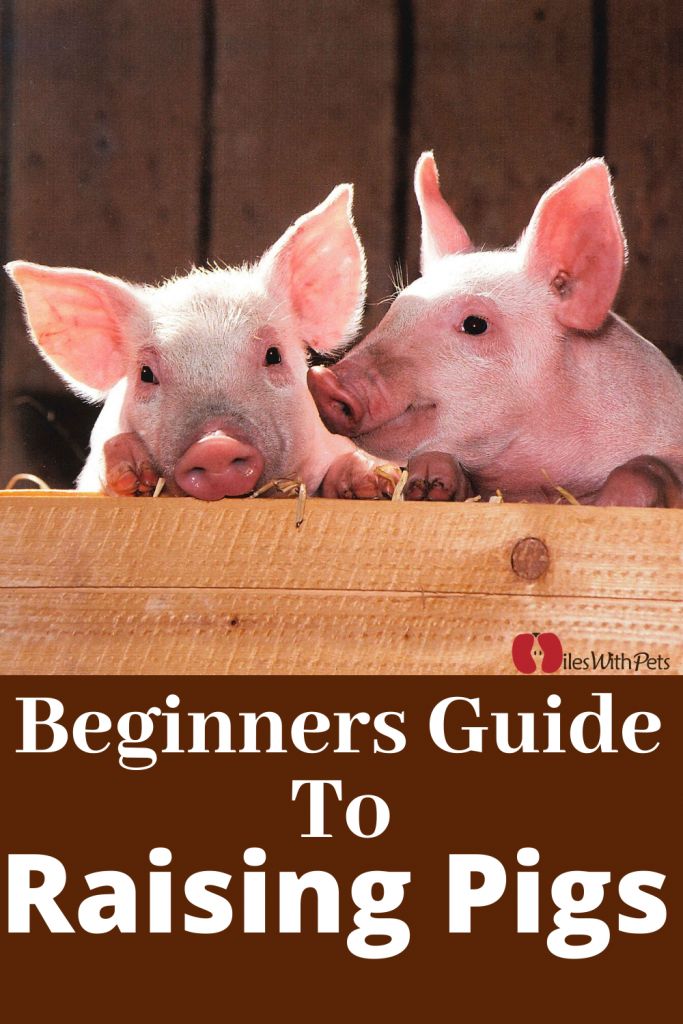 A Brief Guide to Raise Pigs for Beginners