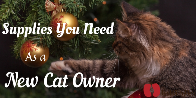 Thinking of Supplies for your New Cat? Here's Your Ultimate New Cat ...
