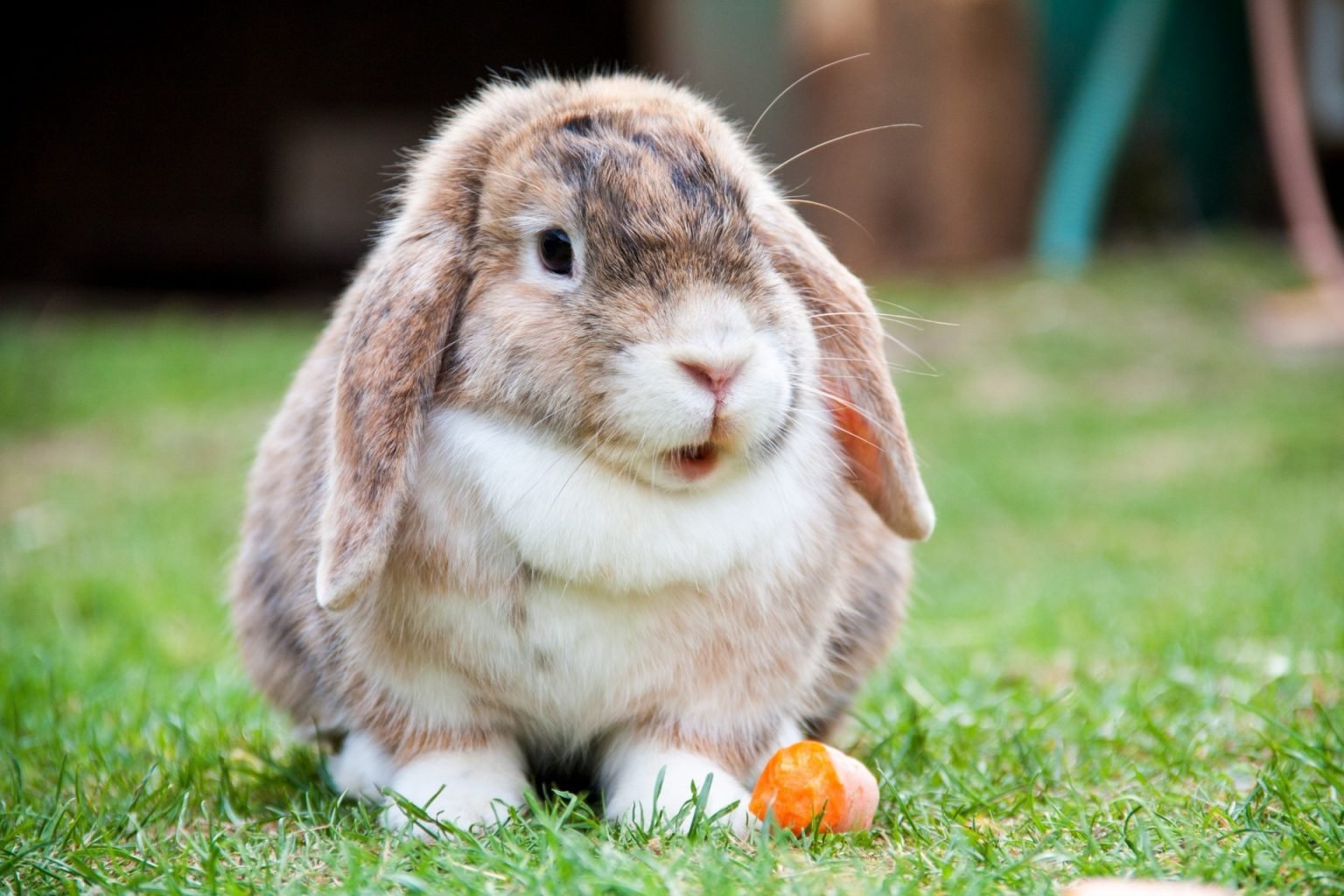 Wanna Play With Your Rabbit? Fun Tips on How to Play With Your Rabbit