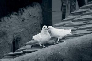 Master the Art of Owning a Pet Dove | Caring for a Pet Dove