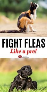 Fight fleas like a Pro - Best Tips from Experts Desk