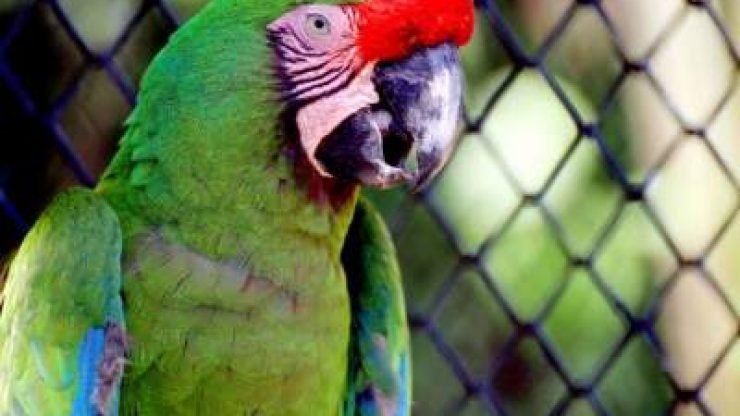 A guide on How to care for your Pionus Parrots - Miles with Pets
