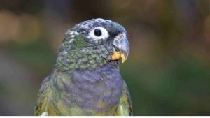 A guide on How to care for your Pionus Parrots - Miles with Pets