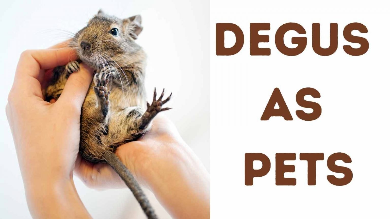 MOST Interesting Facts about Degus as Pets - Miles with Pets