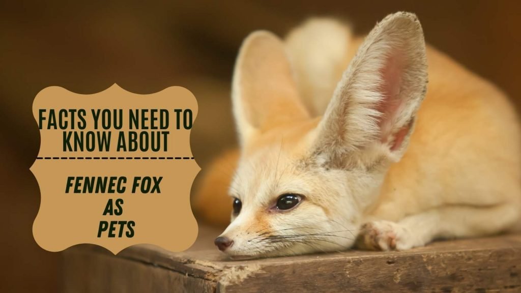 Facts and tips you need to know about Fennec Fox as pets - Miles with Pets