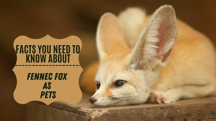 Facts and tips you need to know about Fennec Fox as pets - Miles with Pets