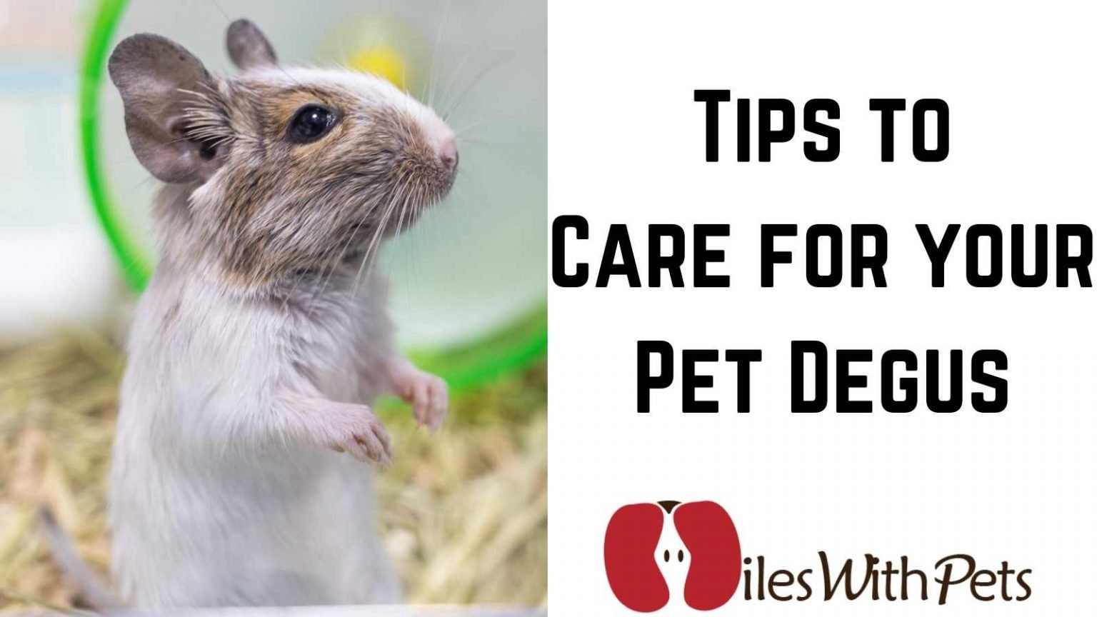 Chipmunks As Pets - YAY OR NAY - Miles with Pets