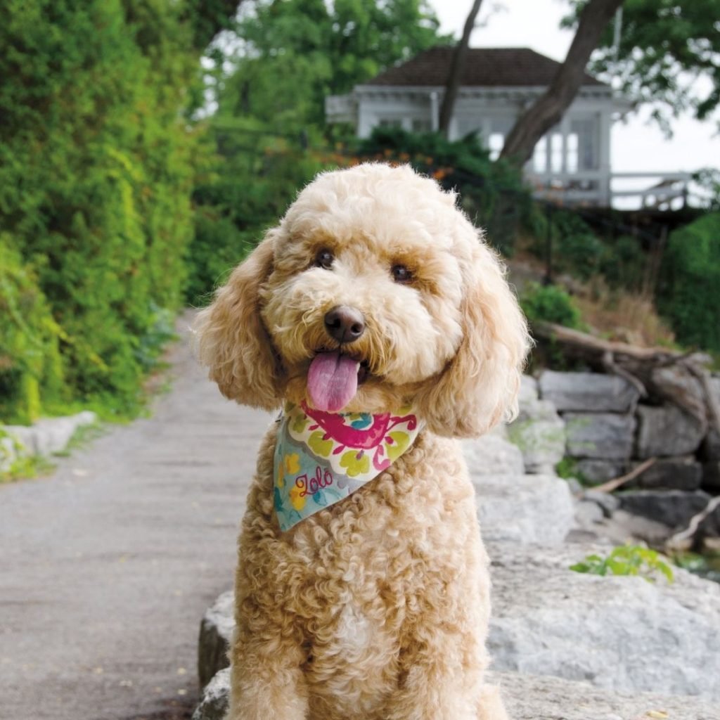 7 popular crossbreed dogs of 2021