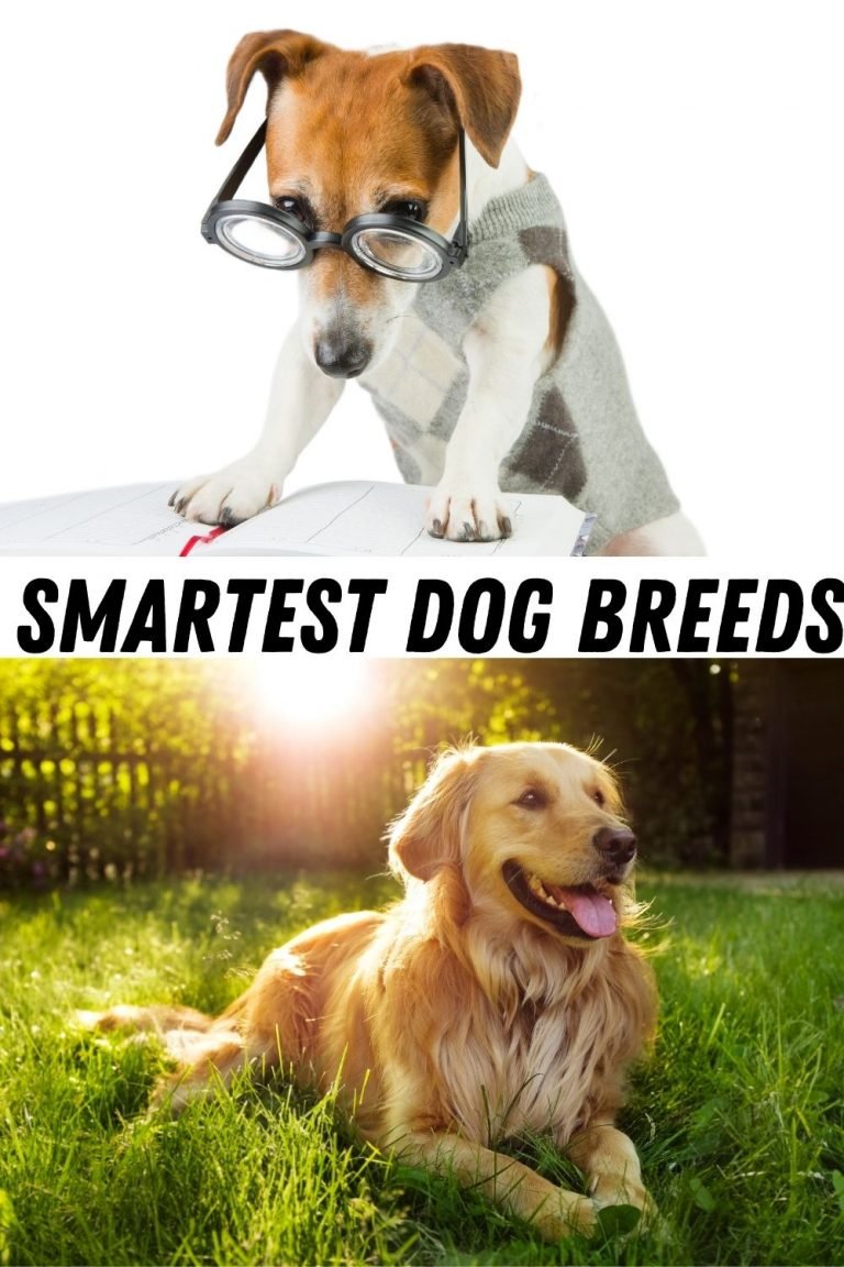 7 Smartest Dog Breeds in the World