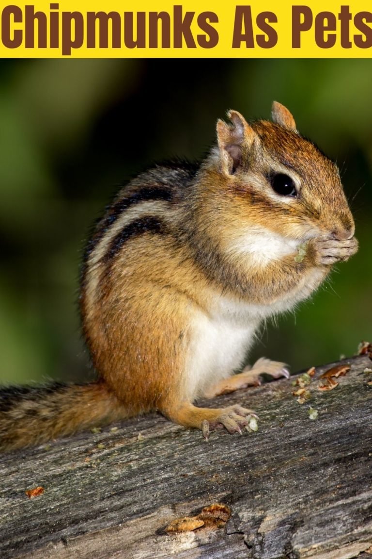 Chipmunks As Pets - YAY OR NAY - Miles with Pets