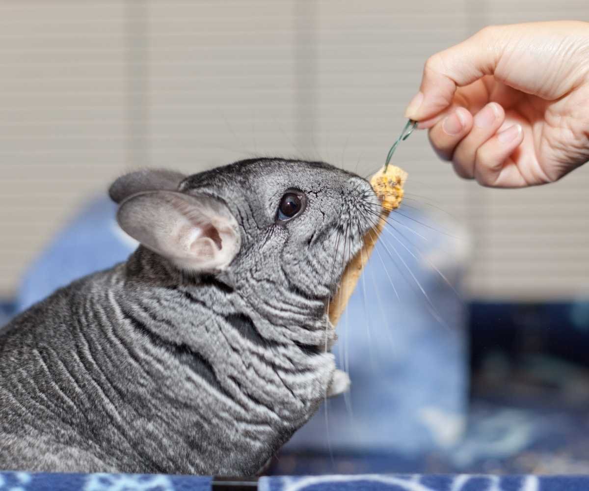 Chinchilla as pets - Miles with Pets