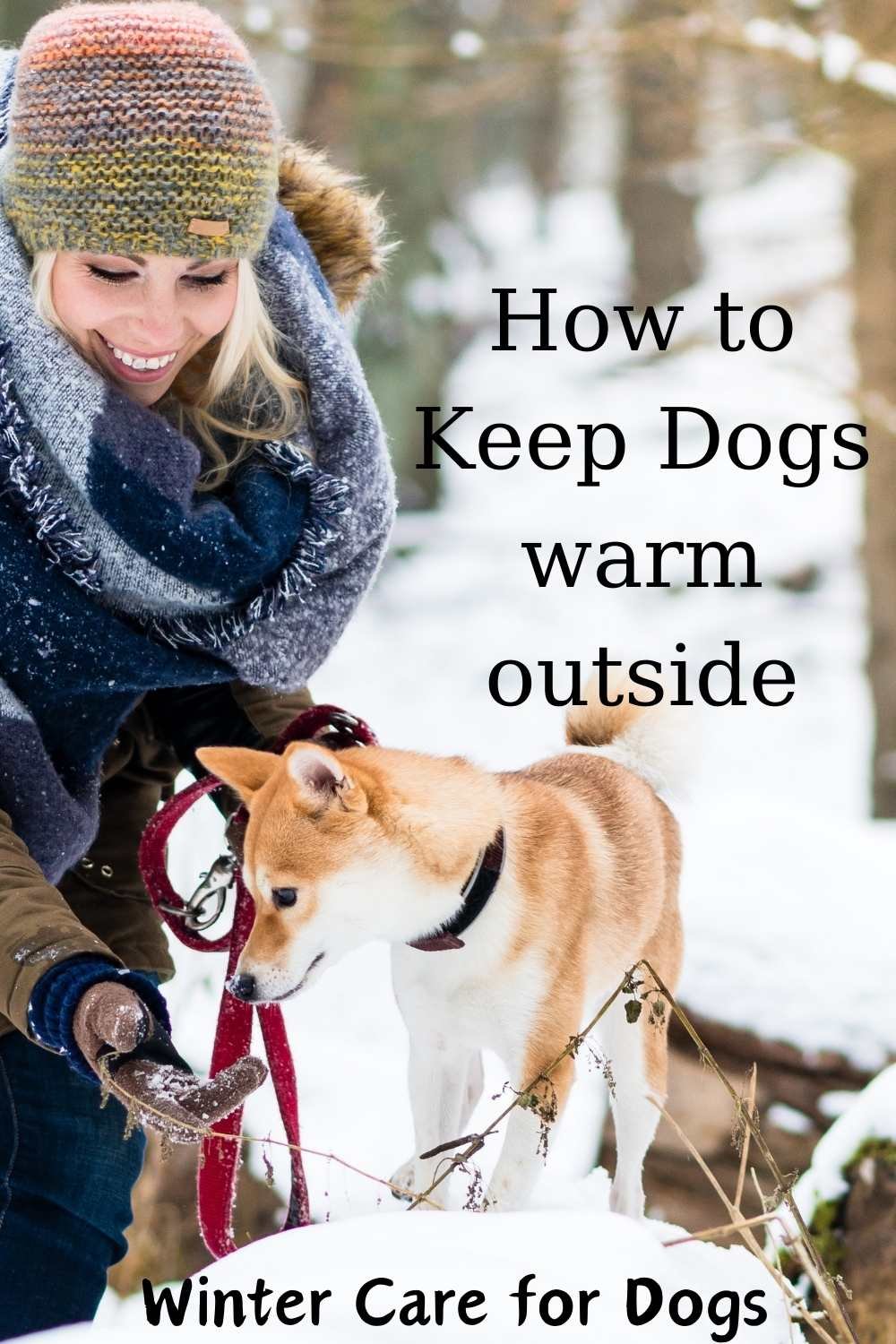 How to protect dogs from cold weather - Miles with Pets